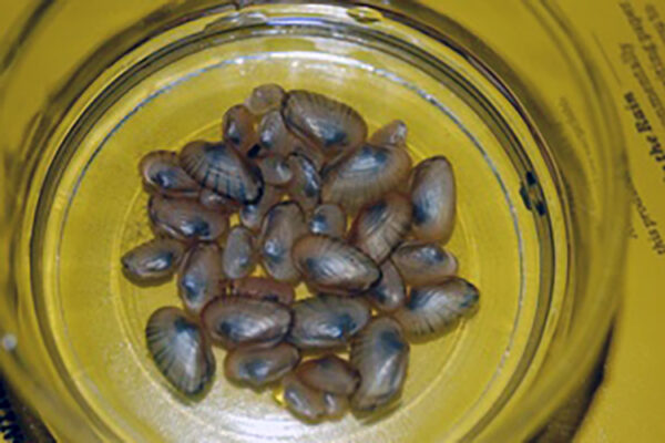 Aquatic Ecosystems: Freshwater Mussel Research – Dallas